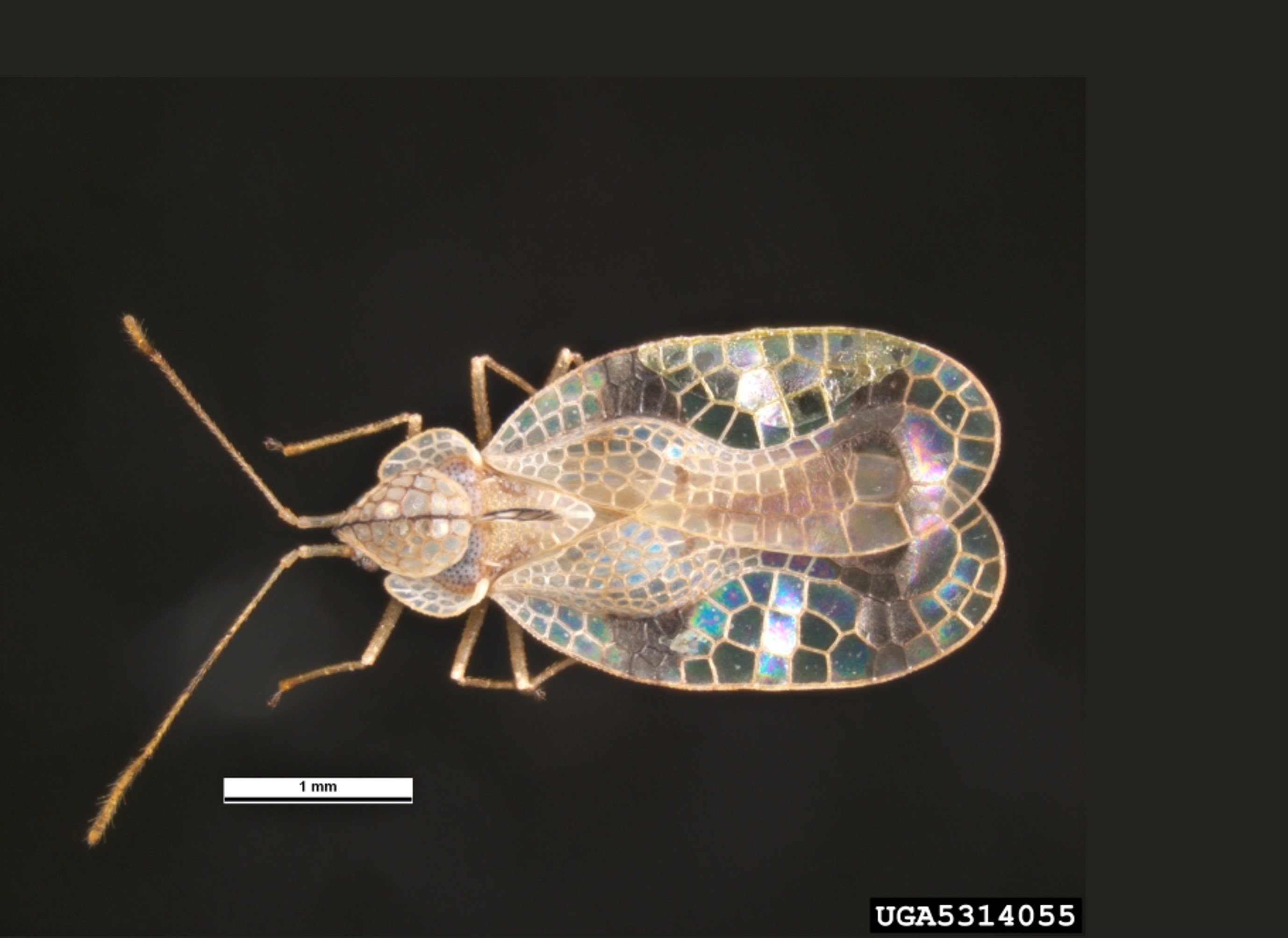 Azalea Lace Bugs | solvepest