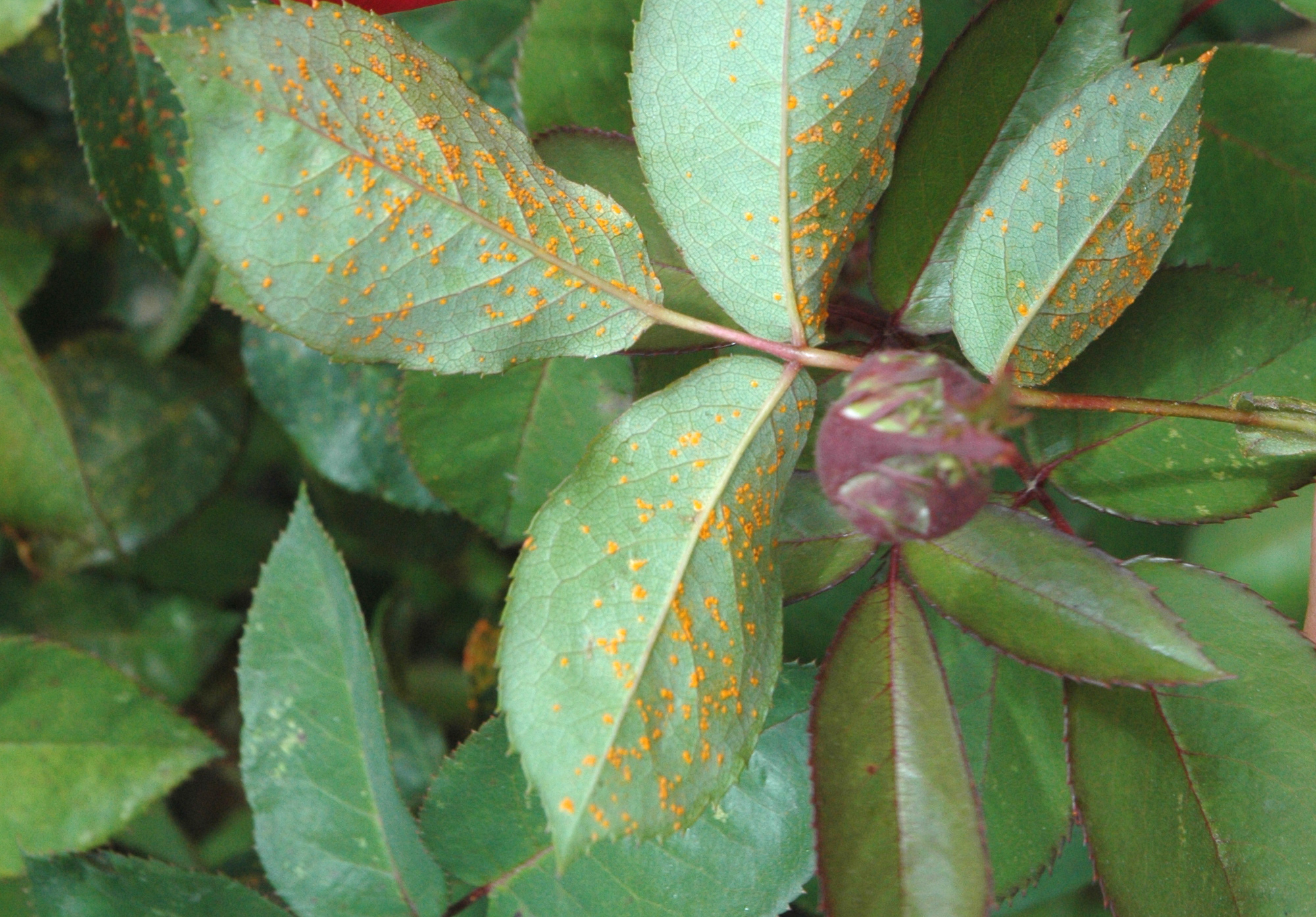 Rose Rust | solvepest