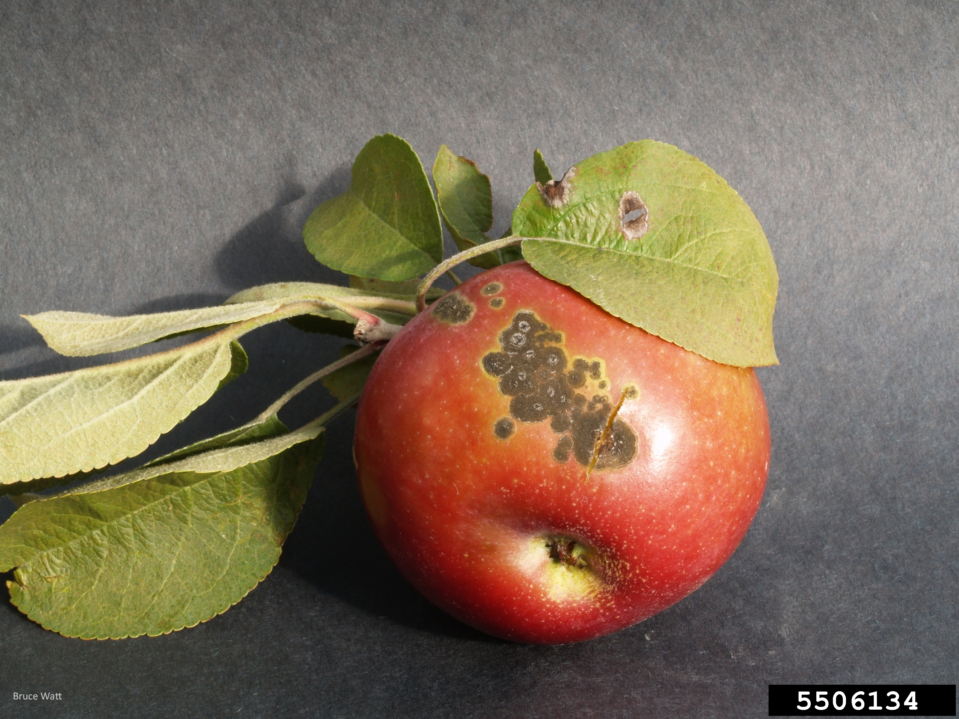 Apple Scab | solvepest
