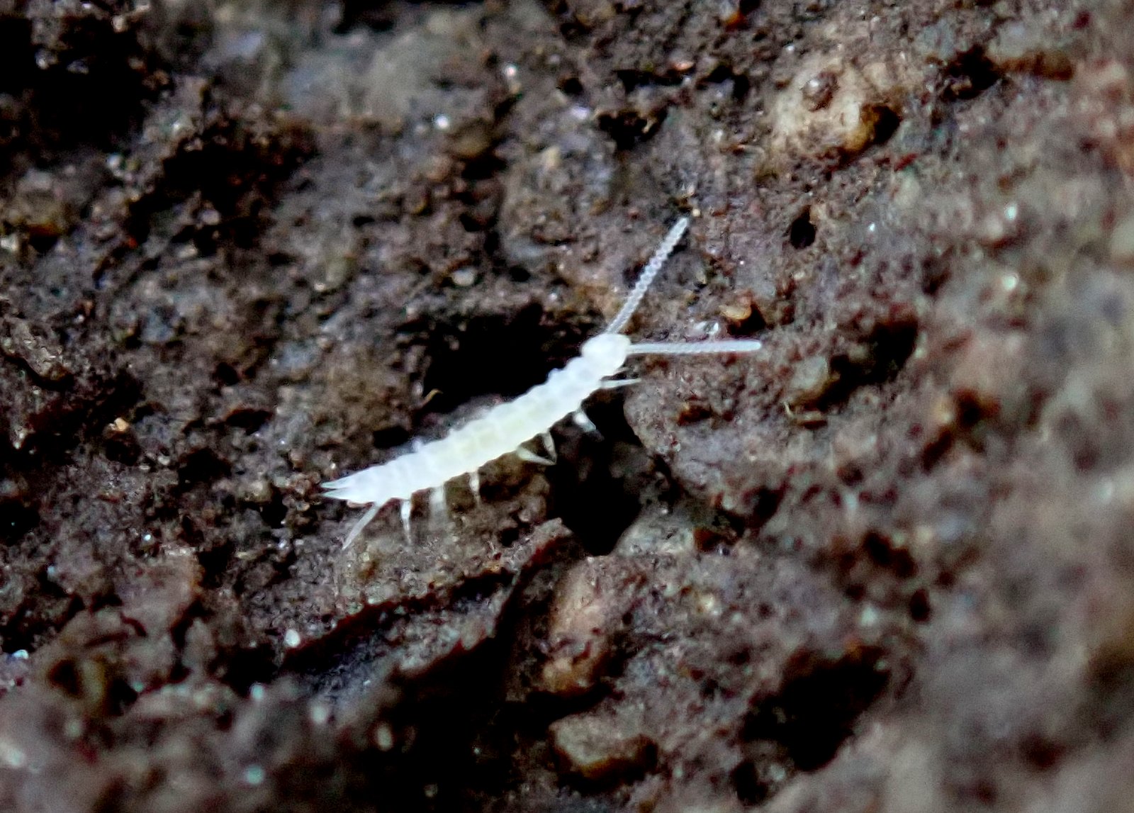 Garden Symphylans | solvepest