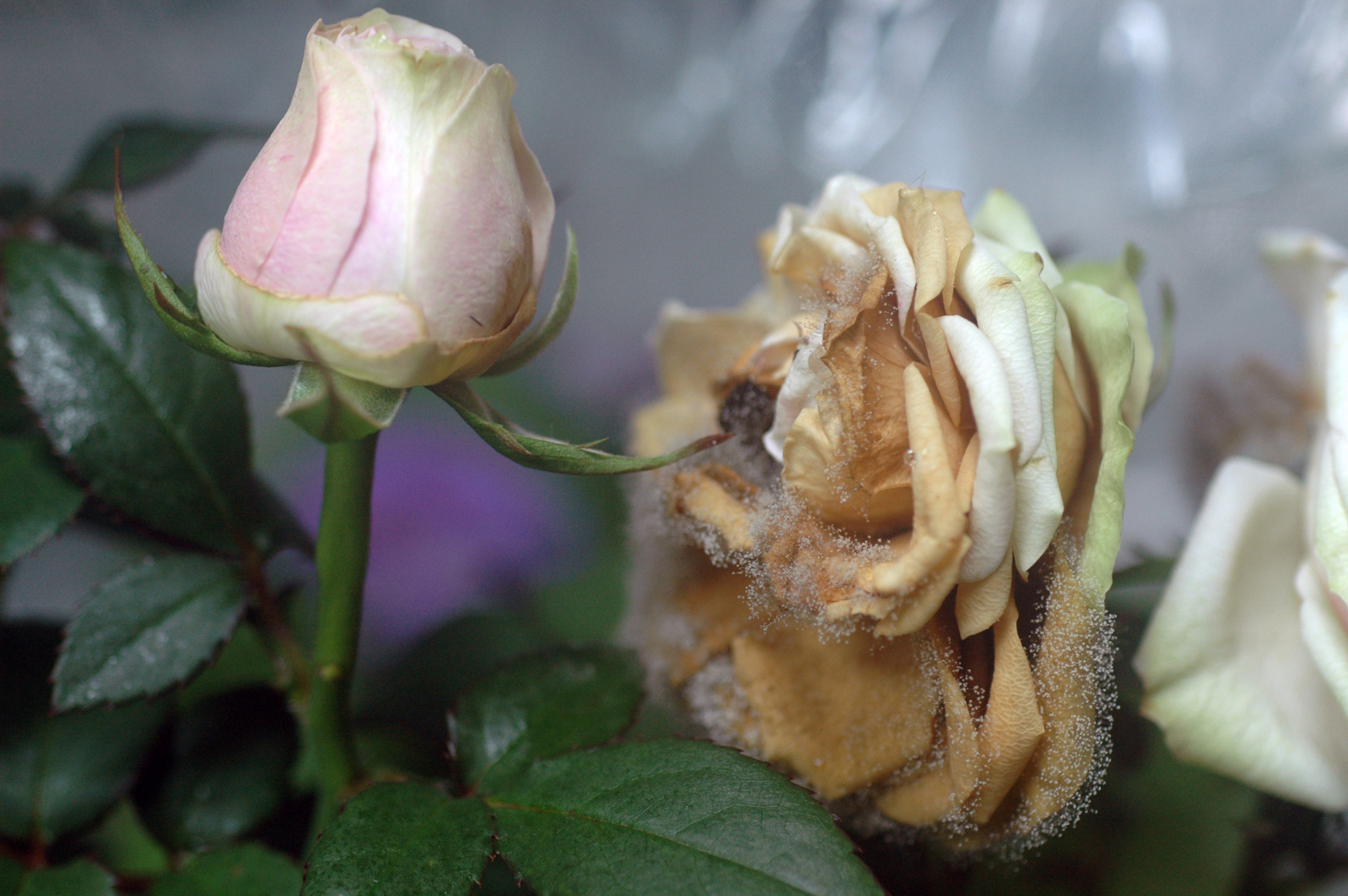 Botrytis (gray mold) on Roses | solvepest
