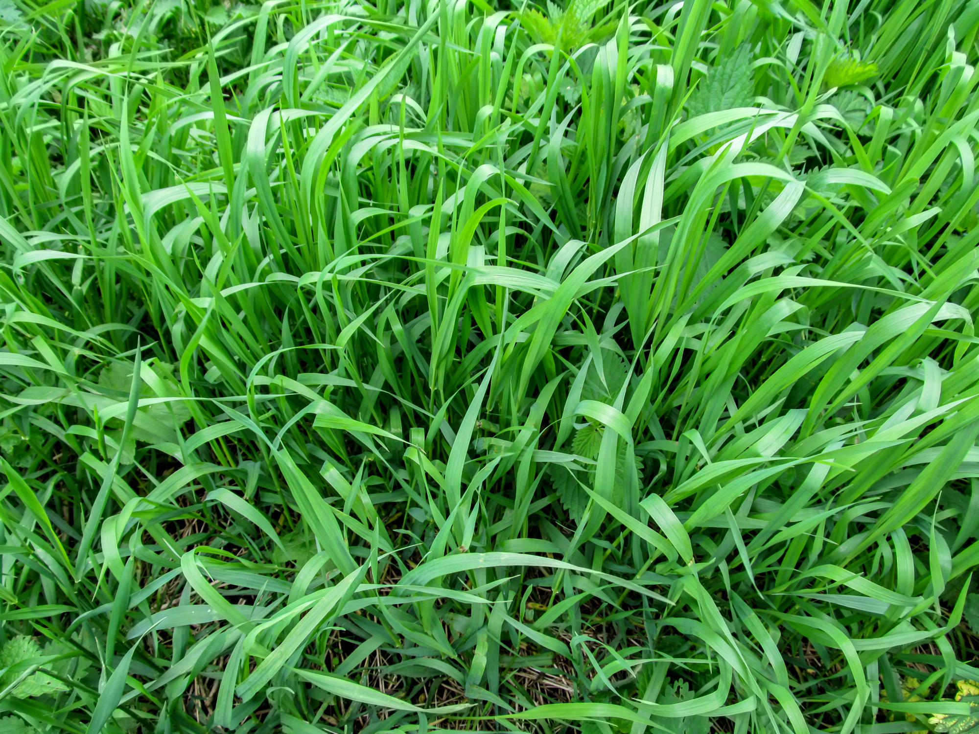 Quackgrass | solvepest