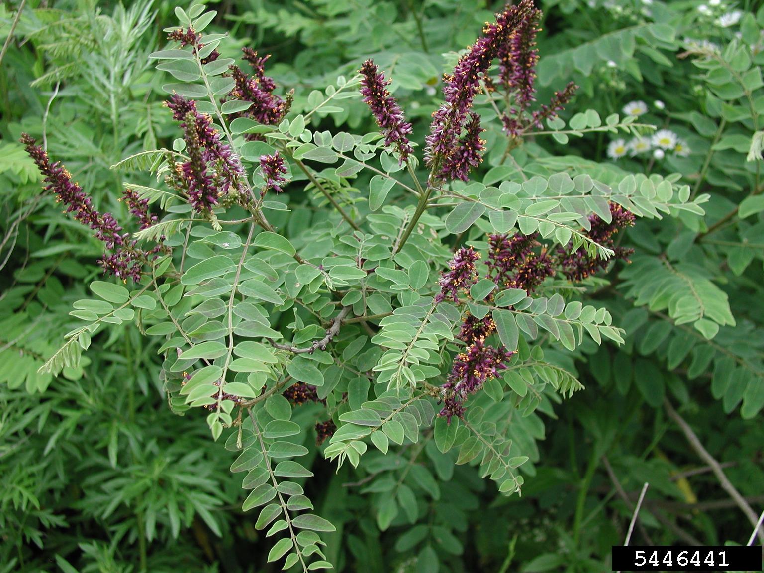 Indigo Bush | solvepest