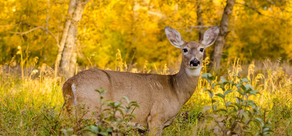 Deer & Elk | solvepest