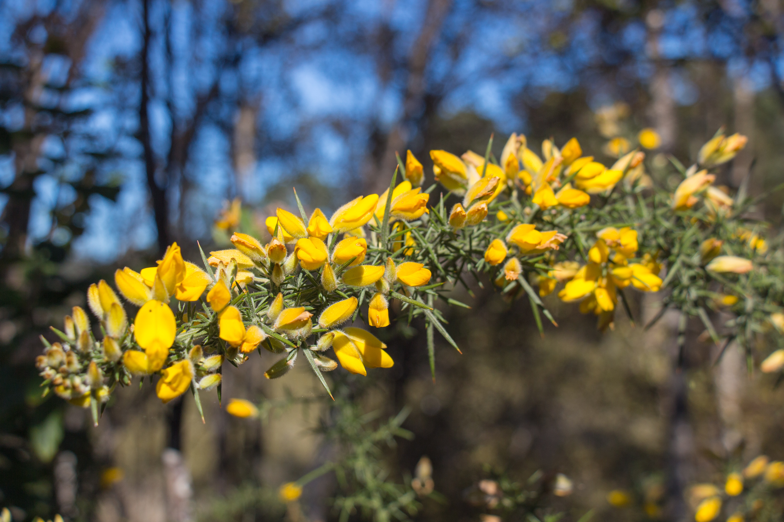 Gorse | solvepest