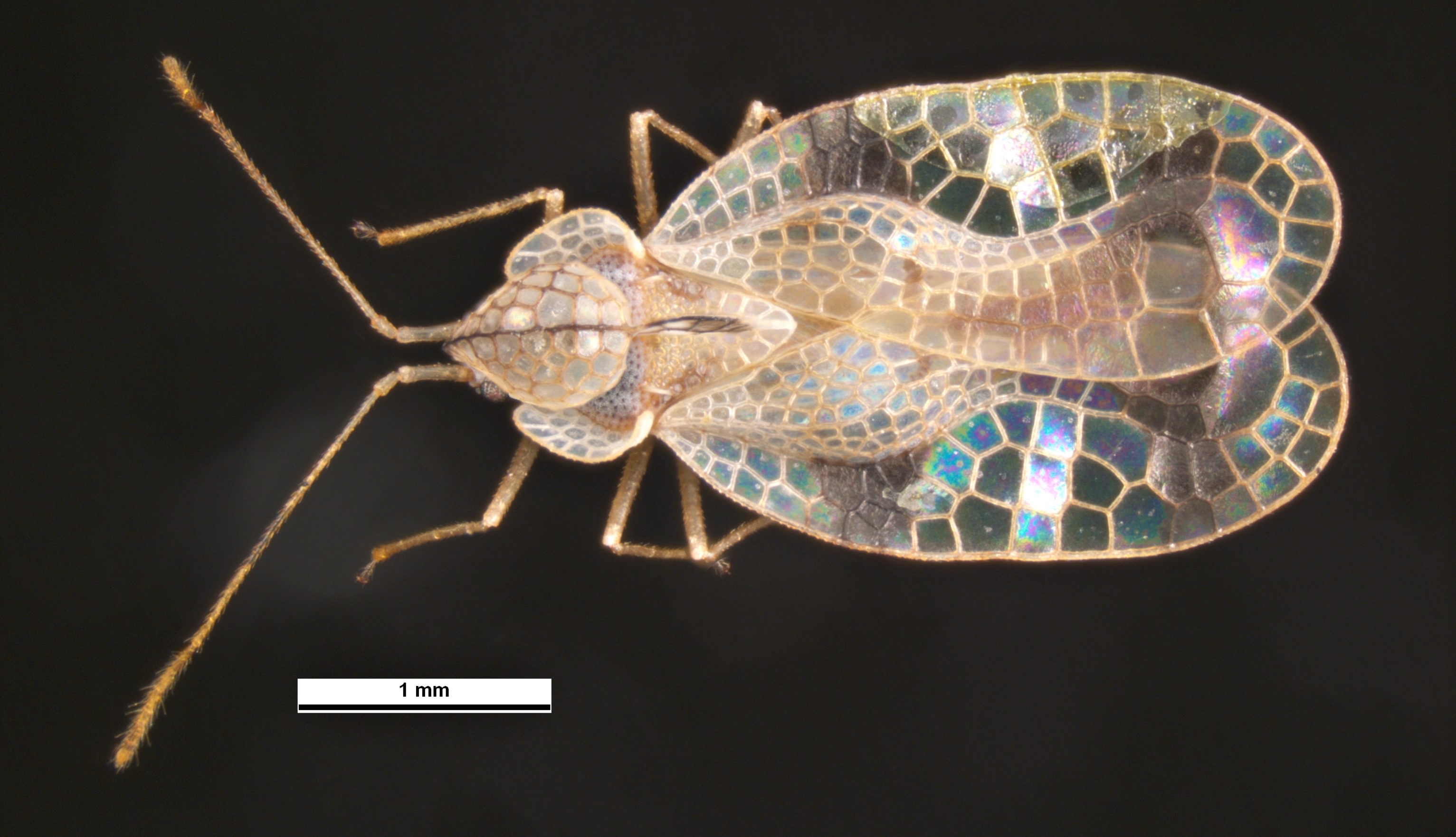 Azalea Lace Bugs | solvepest