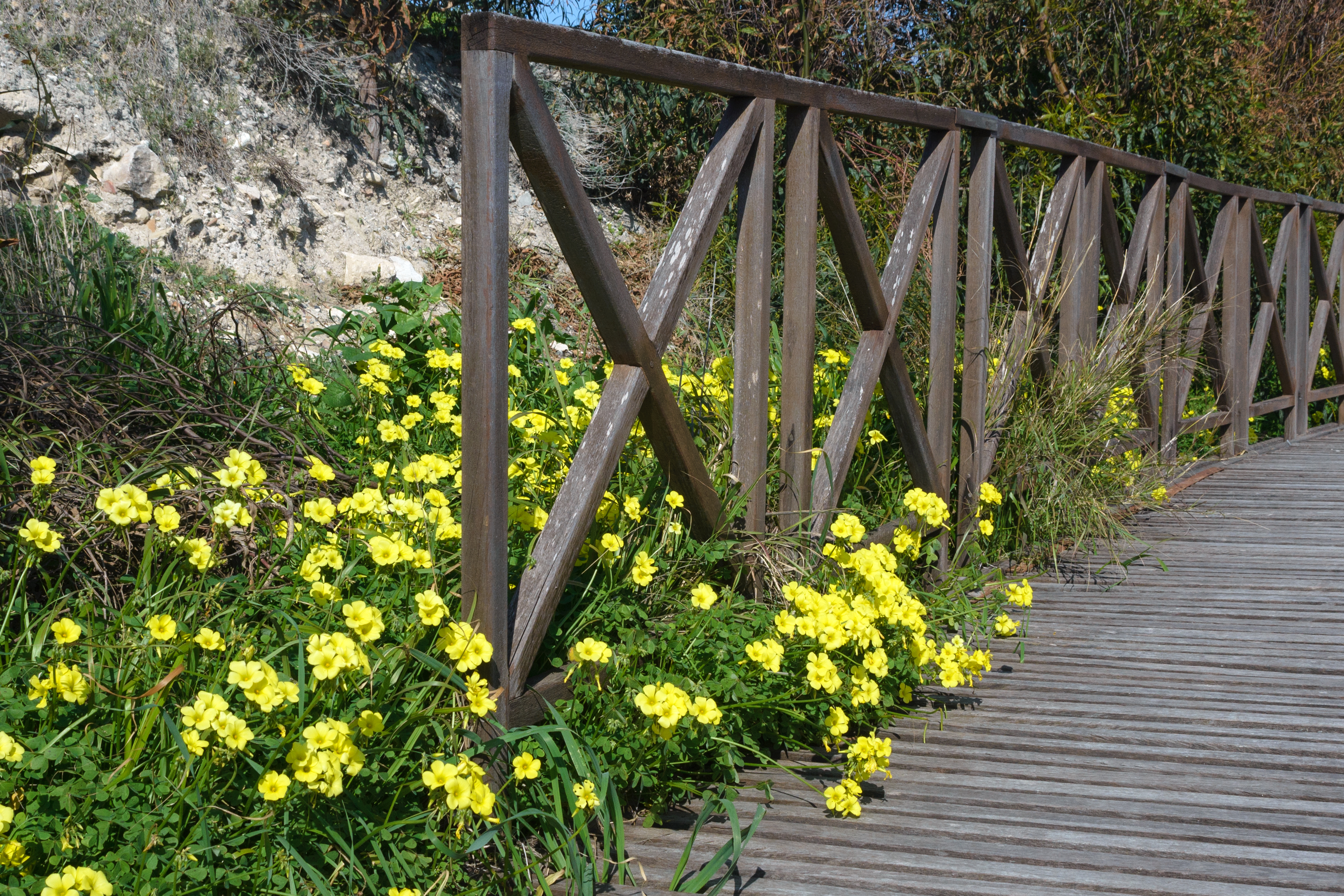 Bermuda Buttercup | solvepest