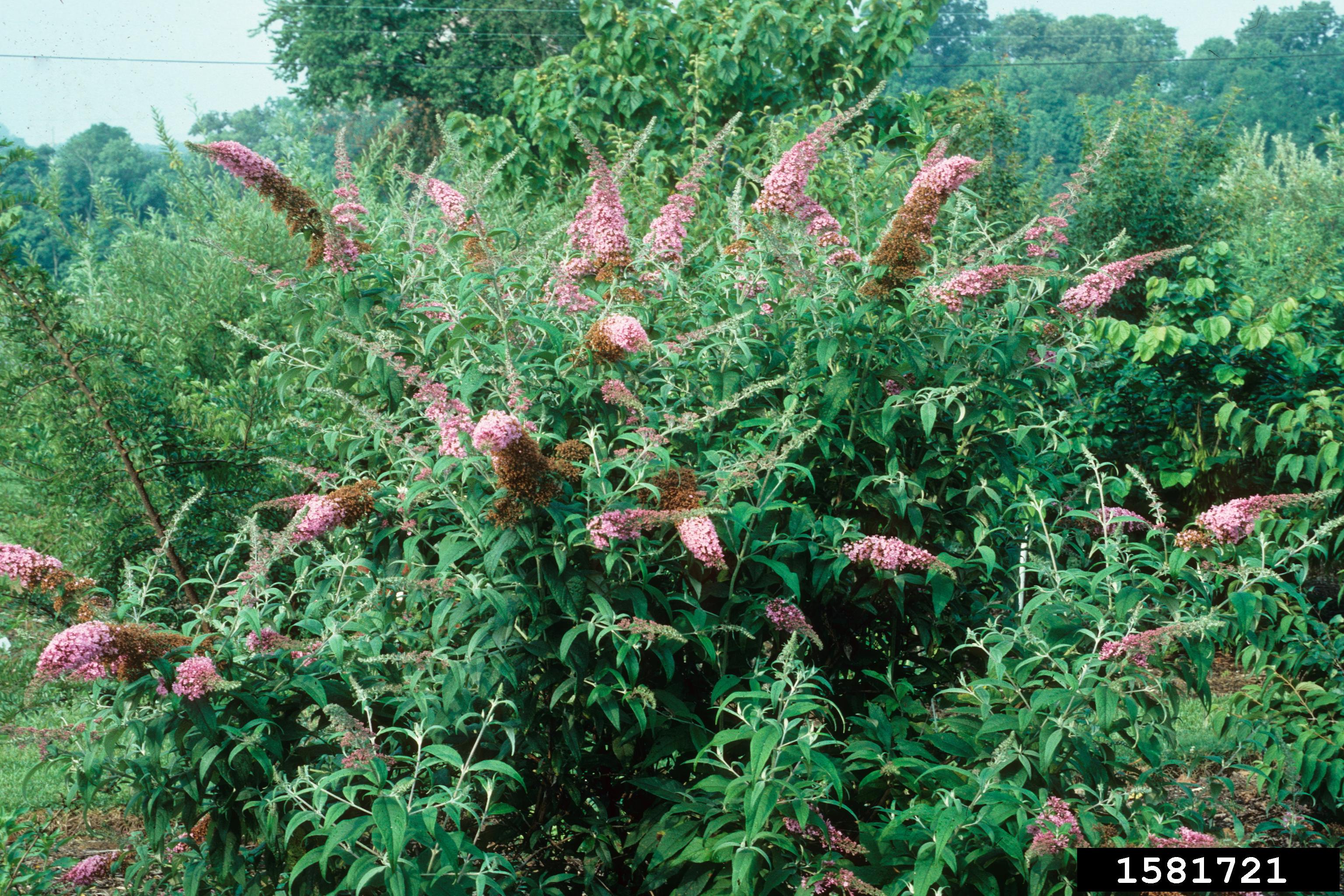 Butterfly Bush | solvepest