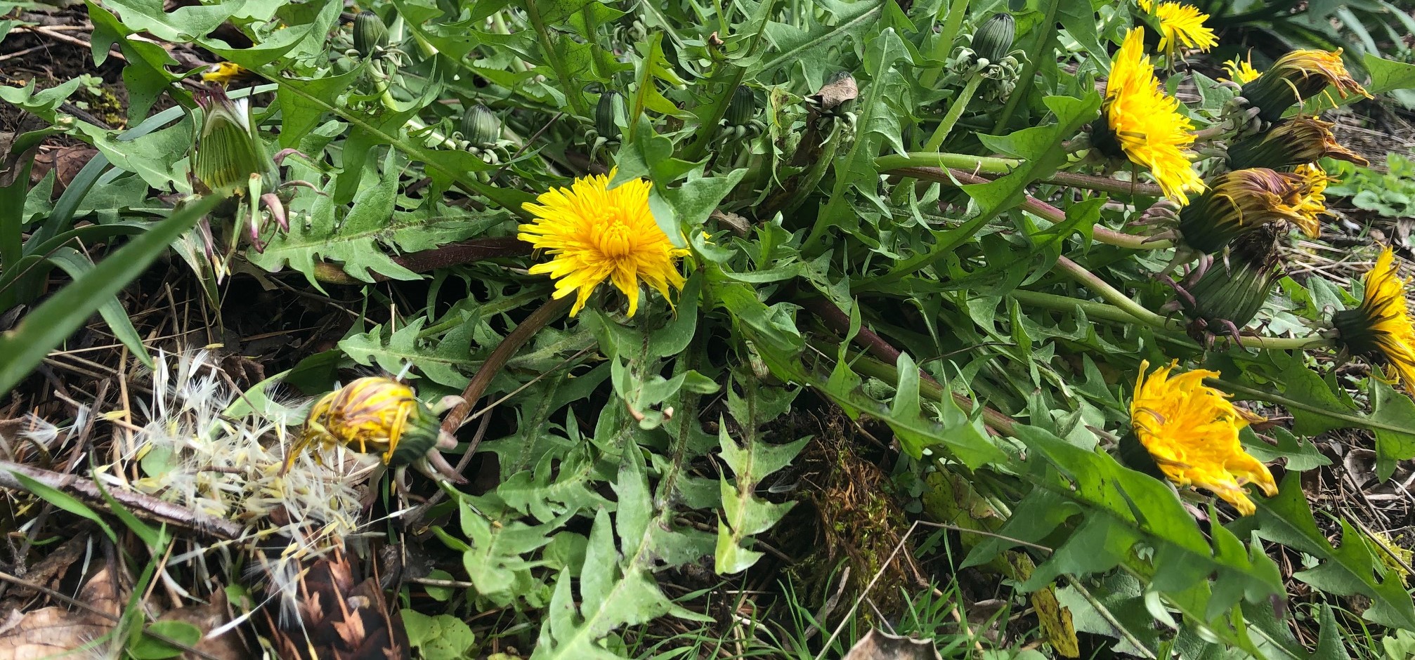 Dandelion | solvepest