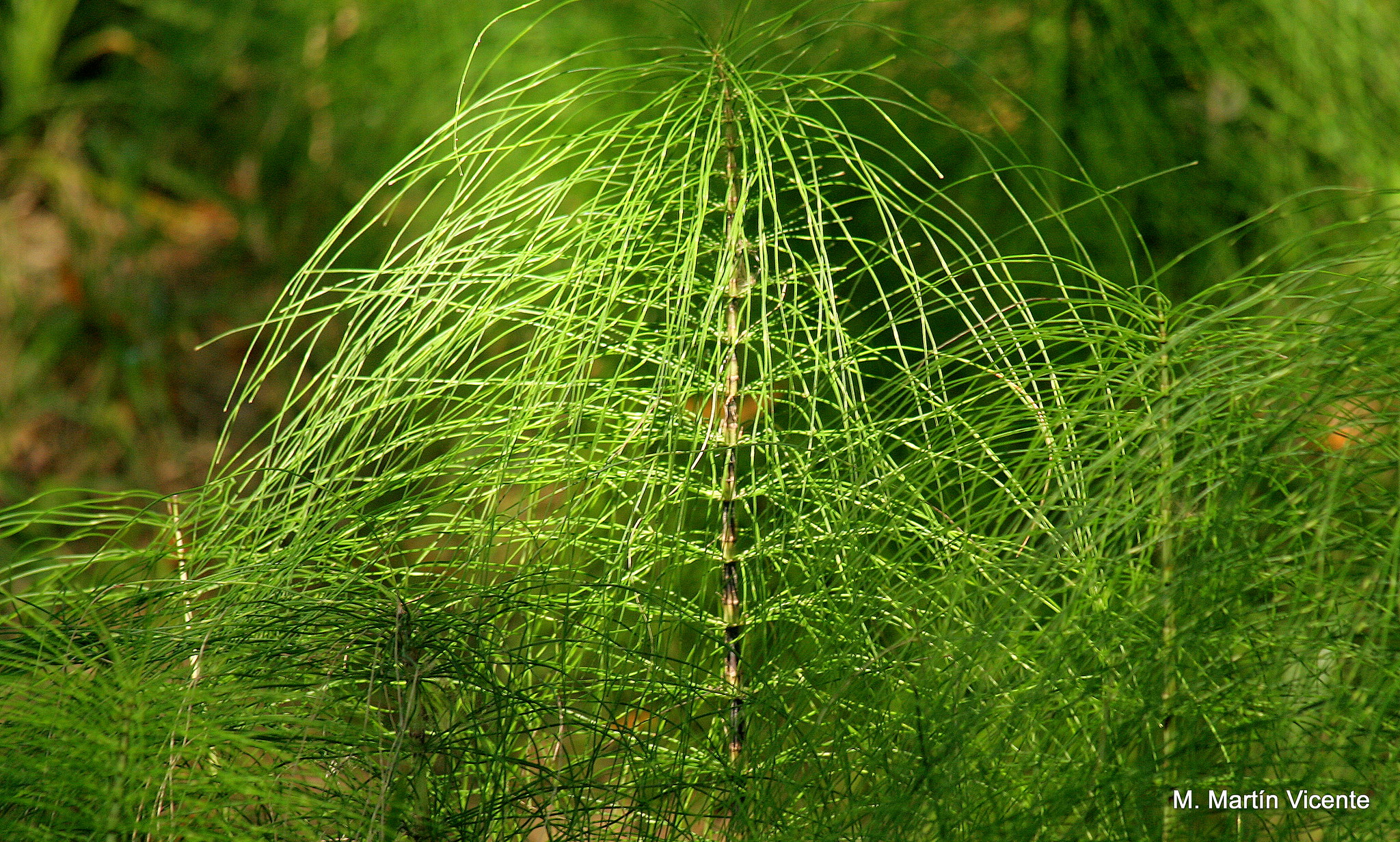 Horsetail | solvepest