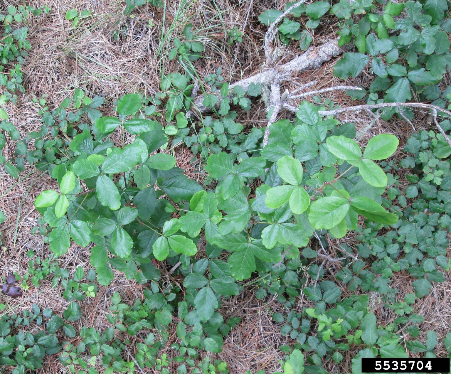 Poison oak | solvepest
