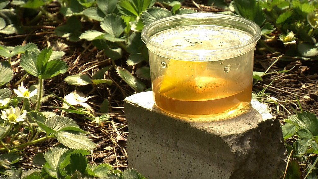 Spotted Wing Drosophila (SWD) | solvepest