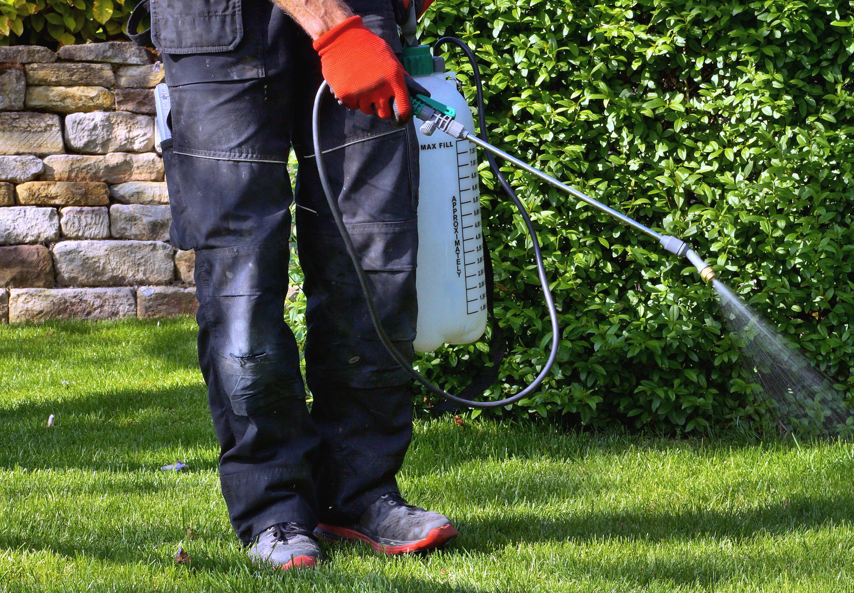 Quackgrass | solvepest