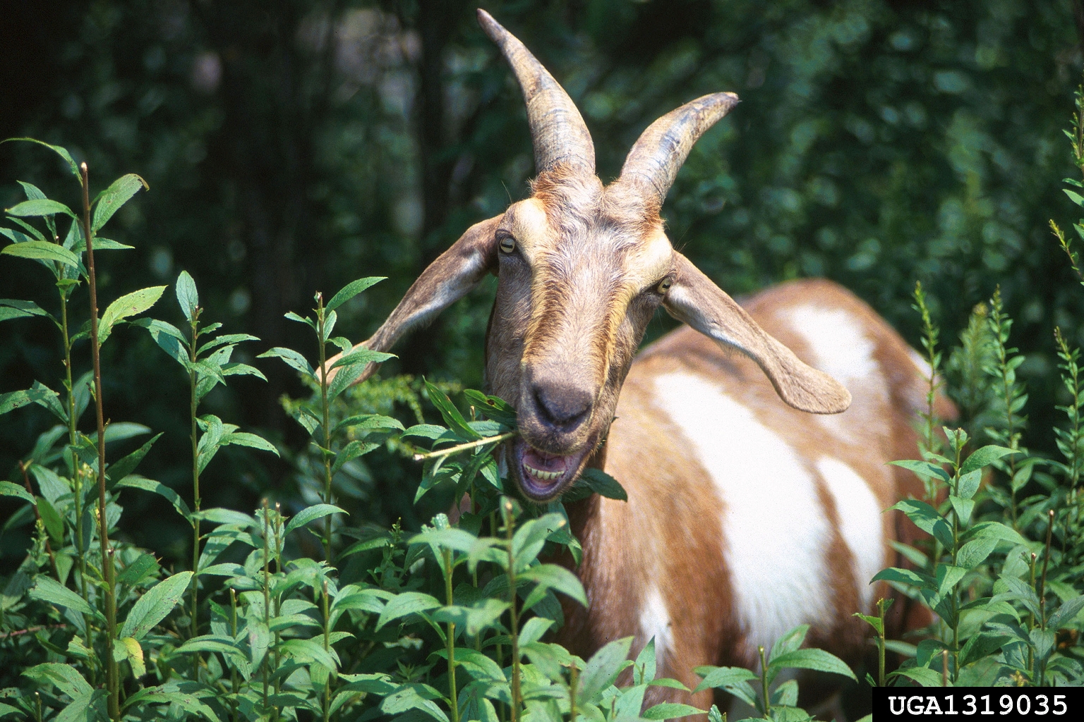 Knotweed | solvepest