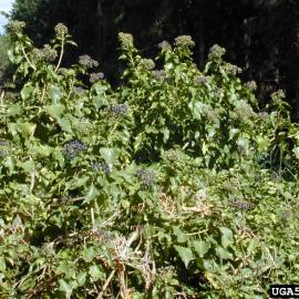 Ivy (Invasive) | solvepest