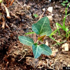 Ivy (Invasive) | solvepest
