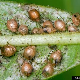 Rose Aphids | solvepest