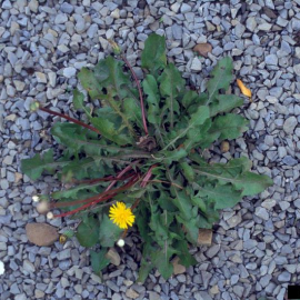 Dandelion | solvepest
