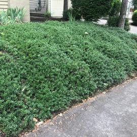 Ivy (Invasive) | solvepest