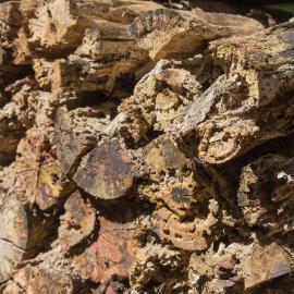 Termites | solvepest