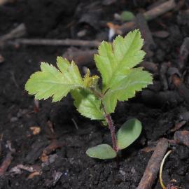Common Hawthorn | solvepest
