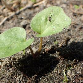 Hedge Bindweed | solvepest