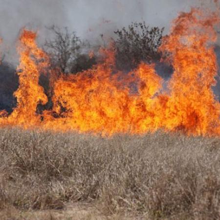 Cheatgrass | solvepest