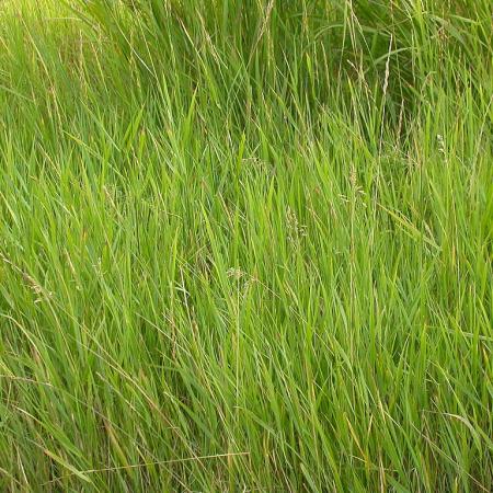 Quackgrass | solvepest