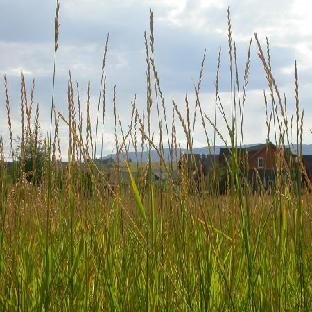Quackgrass | solvepest