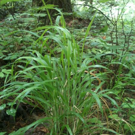 False Brome | solvepest