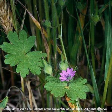 Shiny Geranium | solvepest
