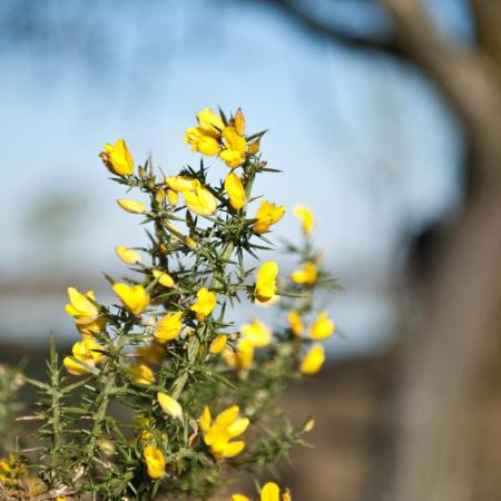 Broom | solvepest