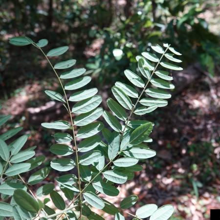 Indigo Bush | solvepest
