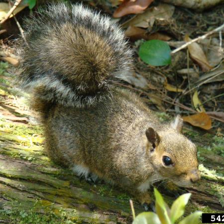 Squirrels | solvepest