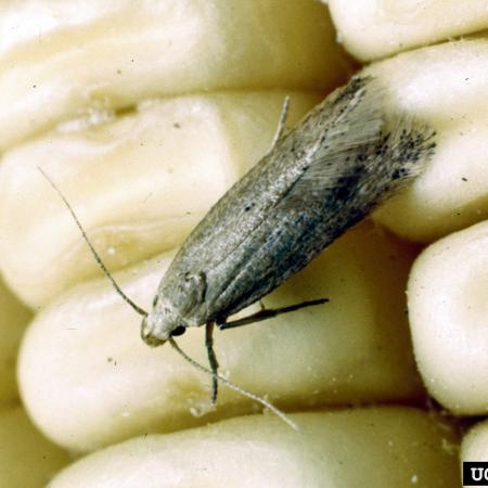 Insects in Stored Food | solvepest