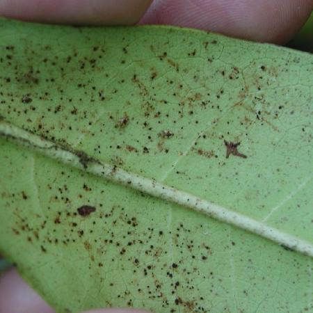 Azalea Lace Bugs | solvepest