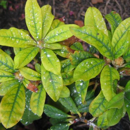 Azalea Lace Bugs | solvepest