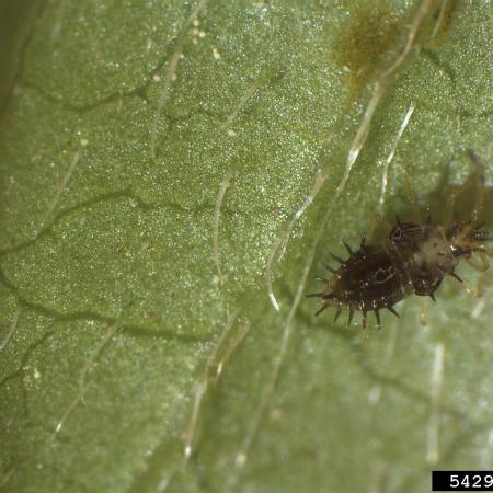 Azalea Lace Bugs | solvepest