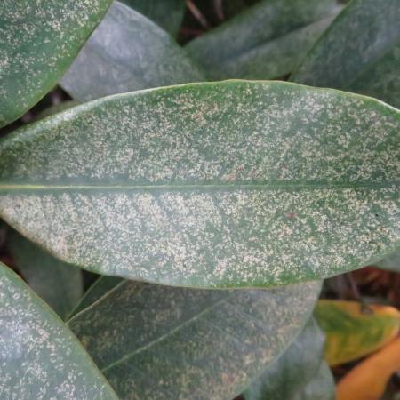 Azalea Lace Bugs | solvepest