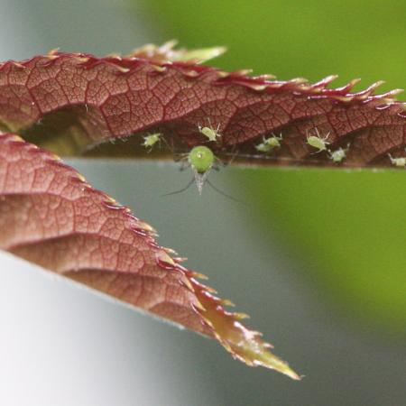 Rose Aphids | solvepest