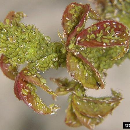 Rose Aphids | solvepest