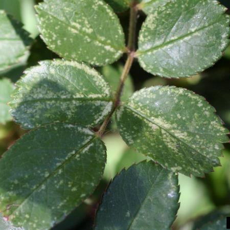 Rose Aphids | solvepest