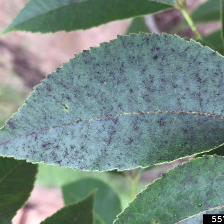 Rose Aphids | solvepest
