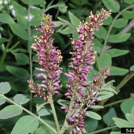 Indigo Bush | solvepest