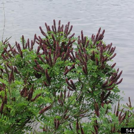 Indigo Bush | solvepest