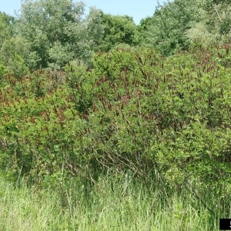 Indigo Bush | solvepest