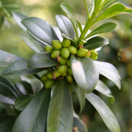 Spurge Laurel | solvepest