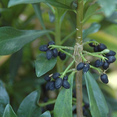 Spurge Laurel | solvepest