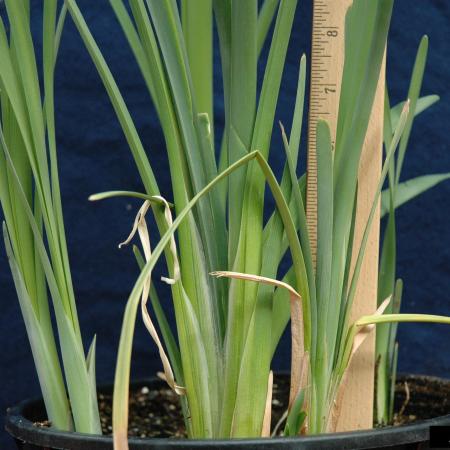 Yellow Flag Iris | solvepest