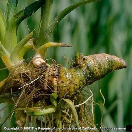 Yellow Flag Iris | solvepest